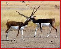 Tal Chhapar Sanctuary - VISIT SHEKHAWATI