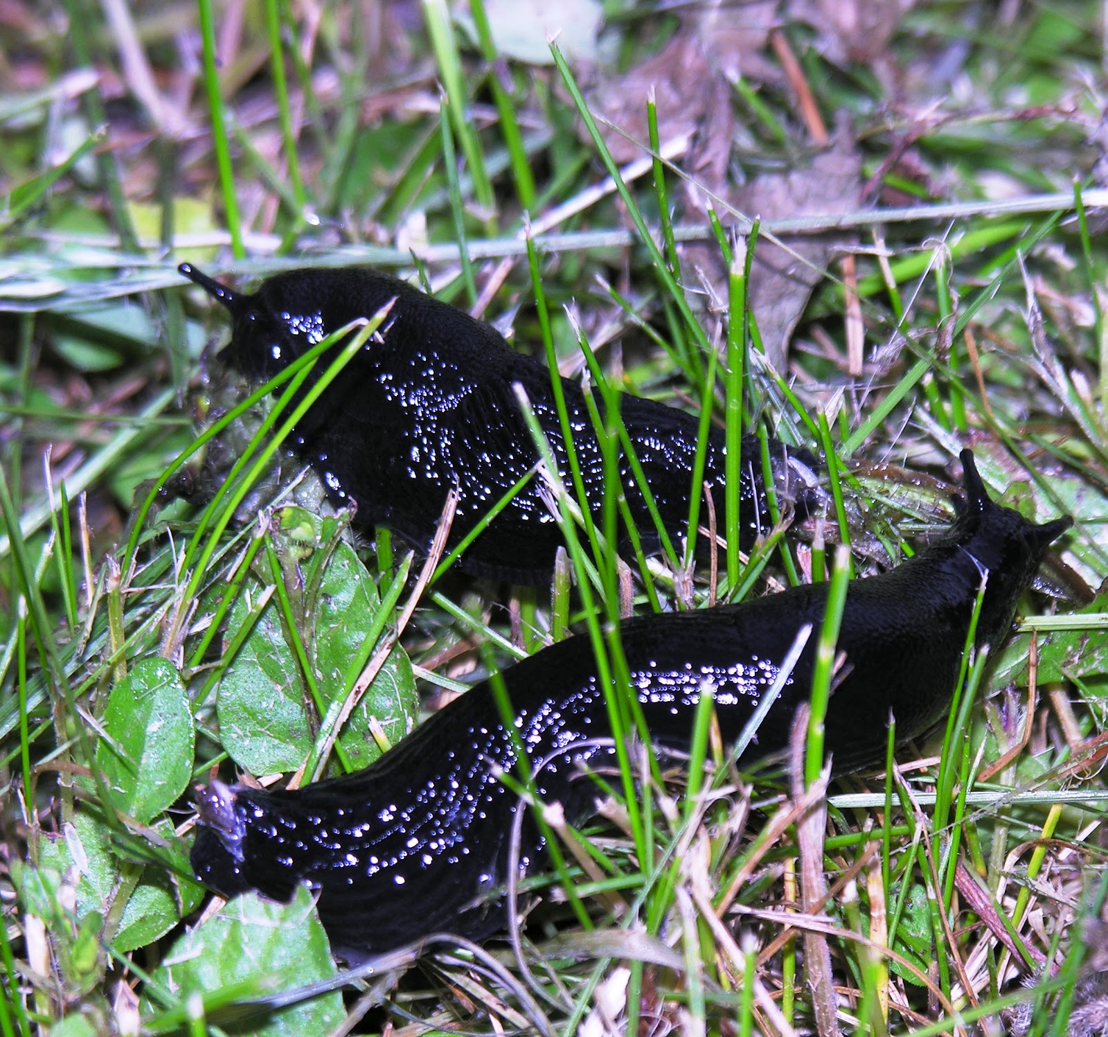 Suzanne Fitz Photos & Musings: GOING BATTY!