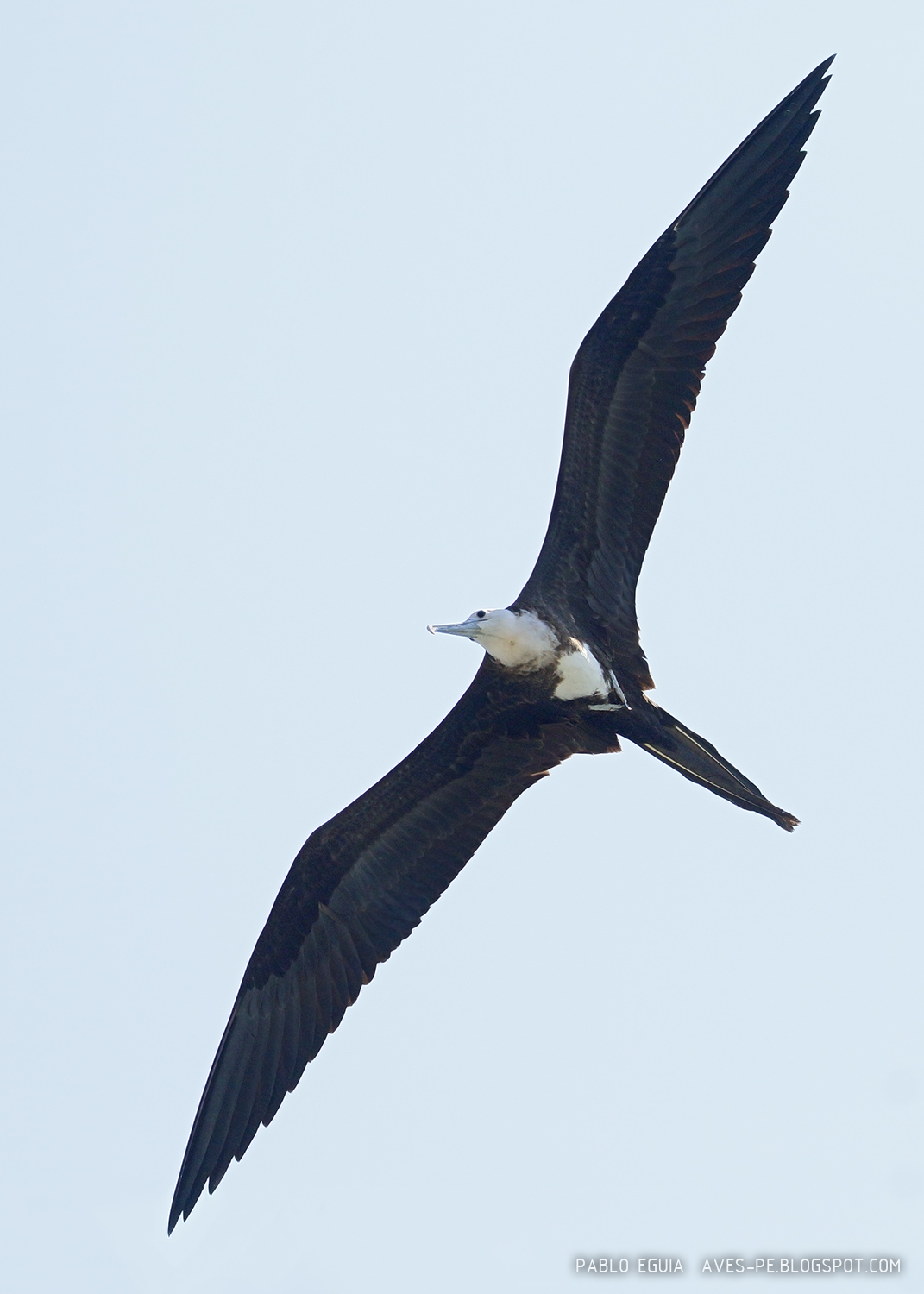 mis fotos de aves: Fregata magnificens Ave Fragata Magnificent Frigatebird