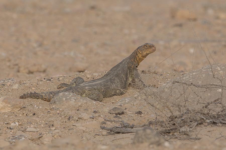 Birds of Saudi Arabia: Arabian Spiny-tailed Lizards – Dhahran Hills