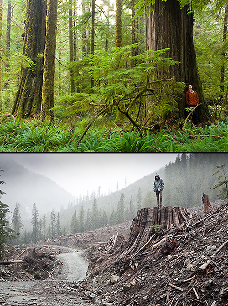 Vancouver Island Big Trees: Old Growth Clear Cutting Continues