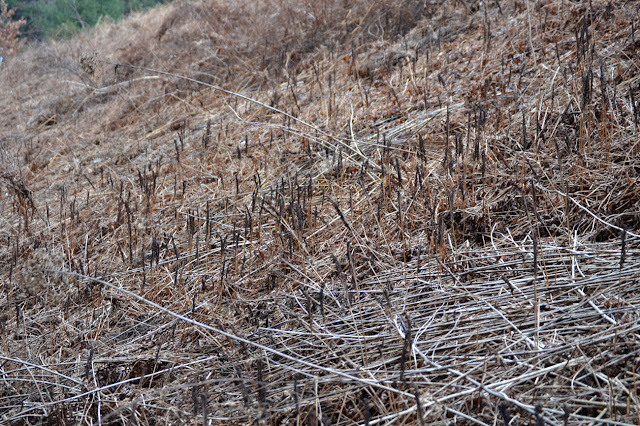 Woods Walks and Wildlife: February 2012