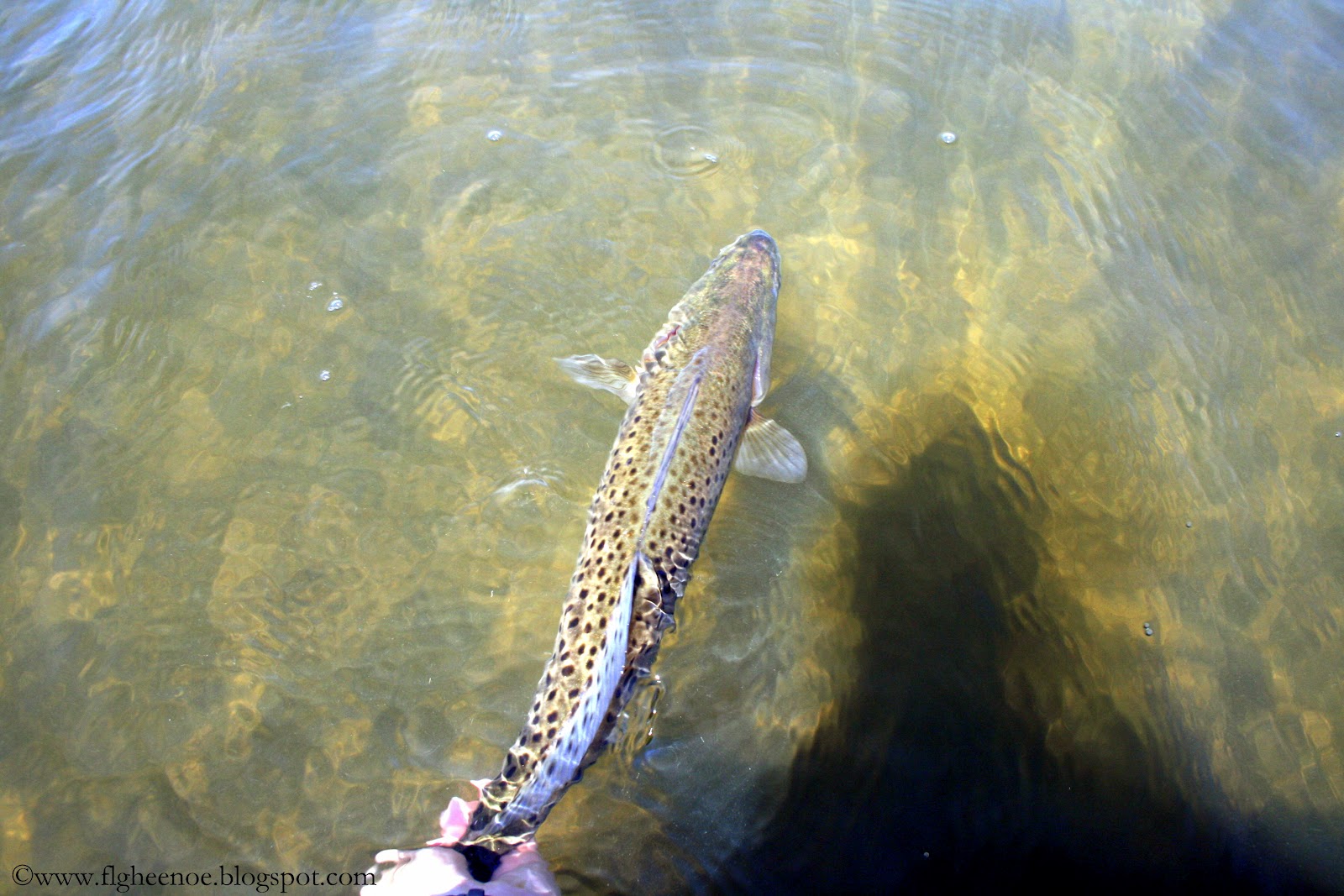 Florida Gheenoe Fishing: Stoney Bayou Redfish and Trout