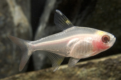 X-Ray Tetra