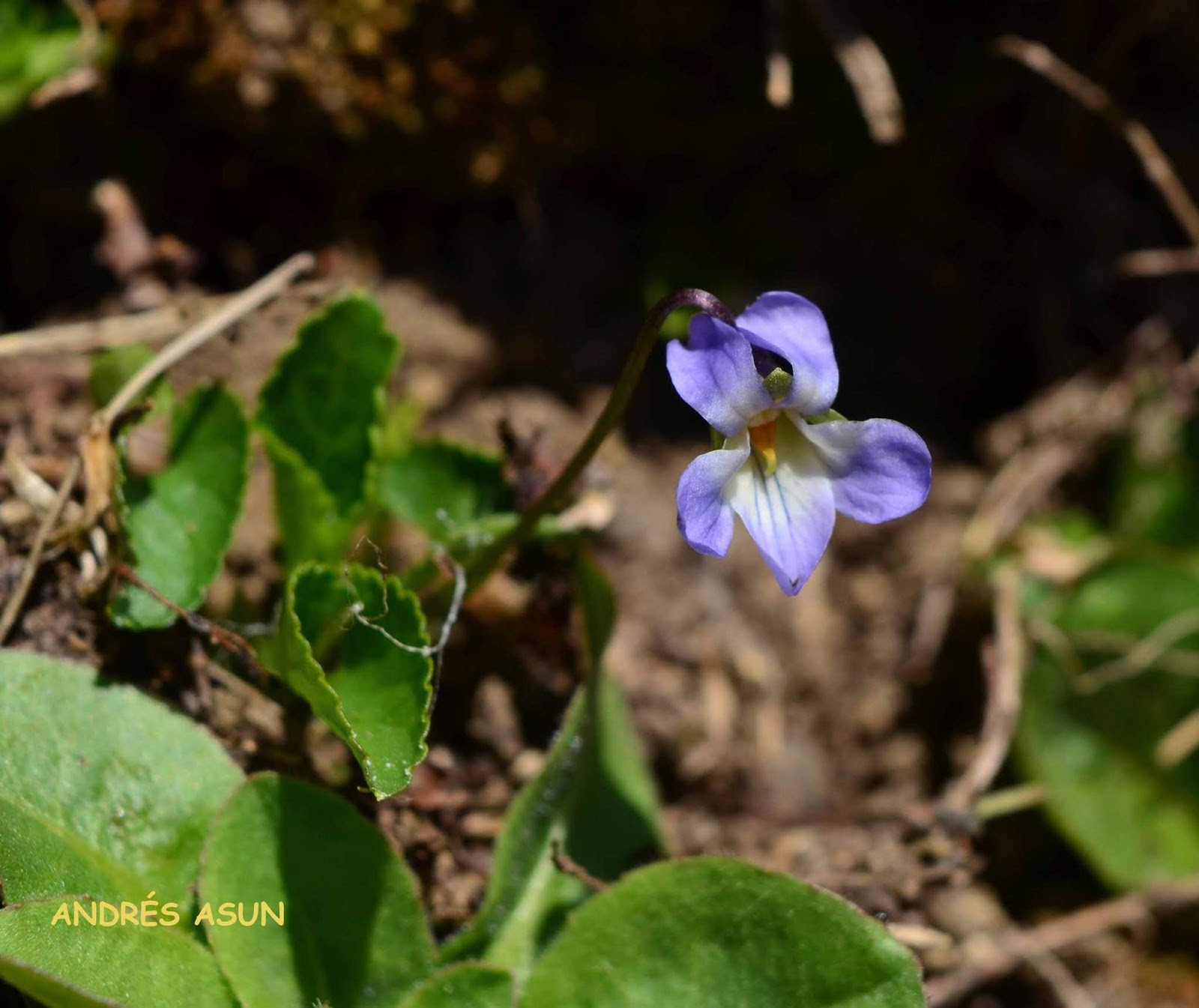 Flores silvestres de la Cordillera Cantábrica: VIOLACEAS - Violaceae