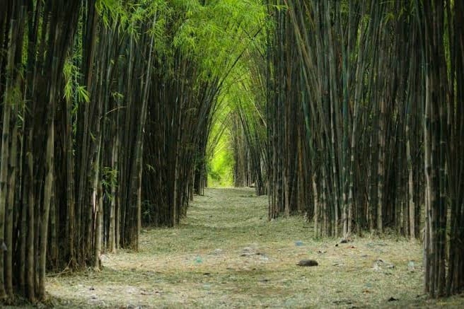 Hutan Bambu Di Surabaya, Jawa Timur | SURABAYA TRAVEL AGENT