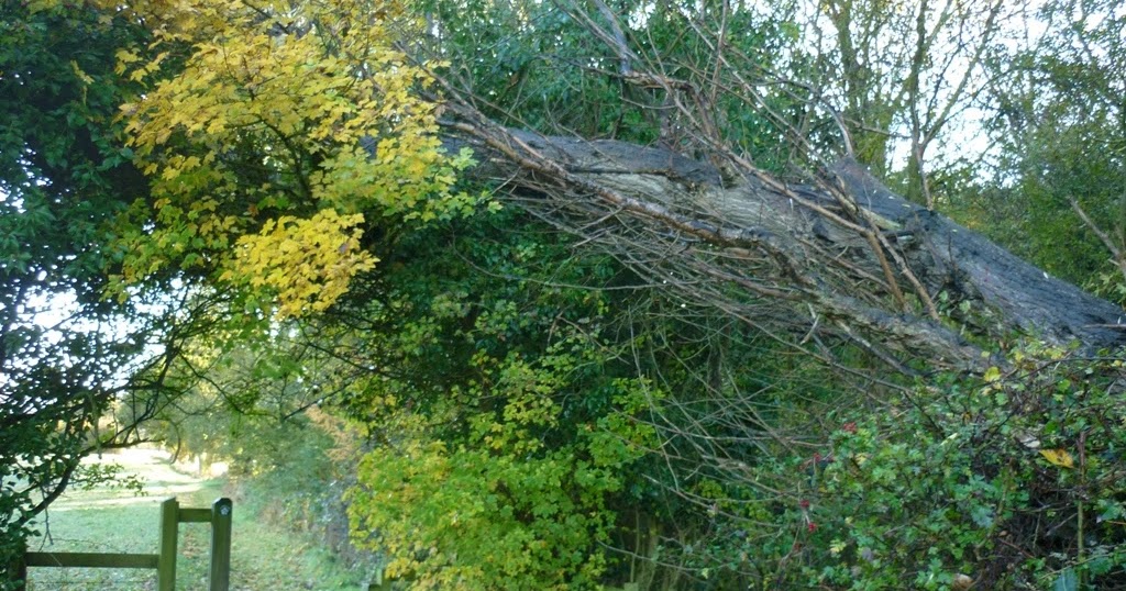 An English Homestead: Tree Over The Footpath