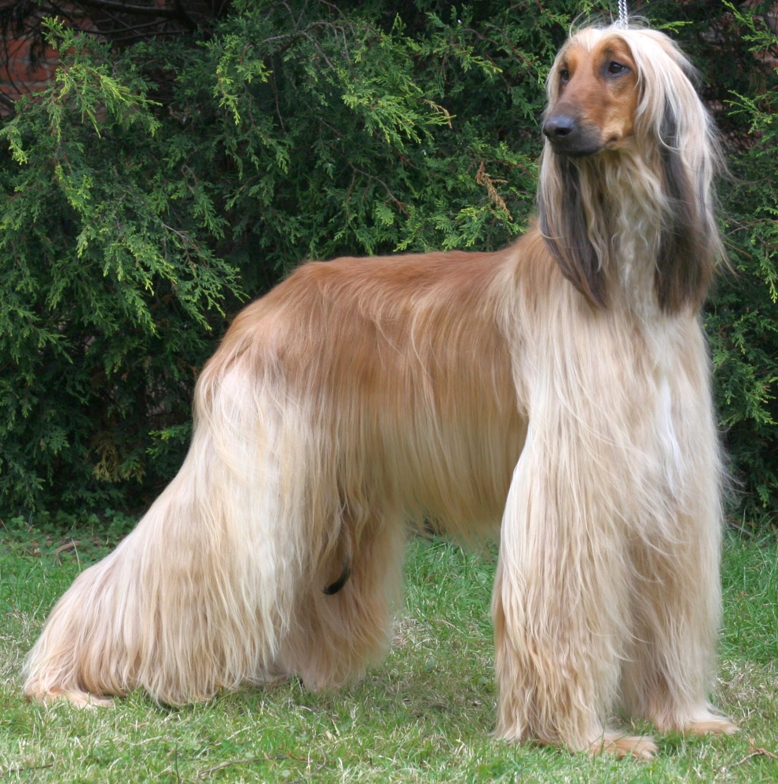 Afghan Hound - Natural Beauty