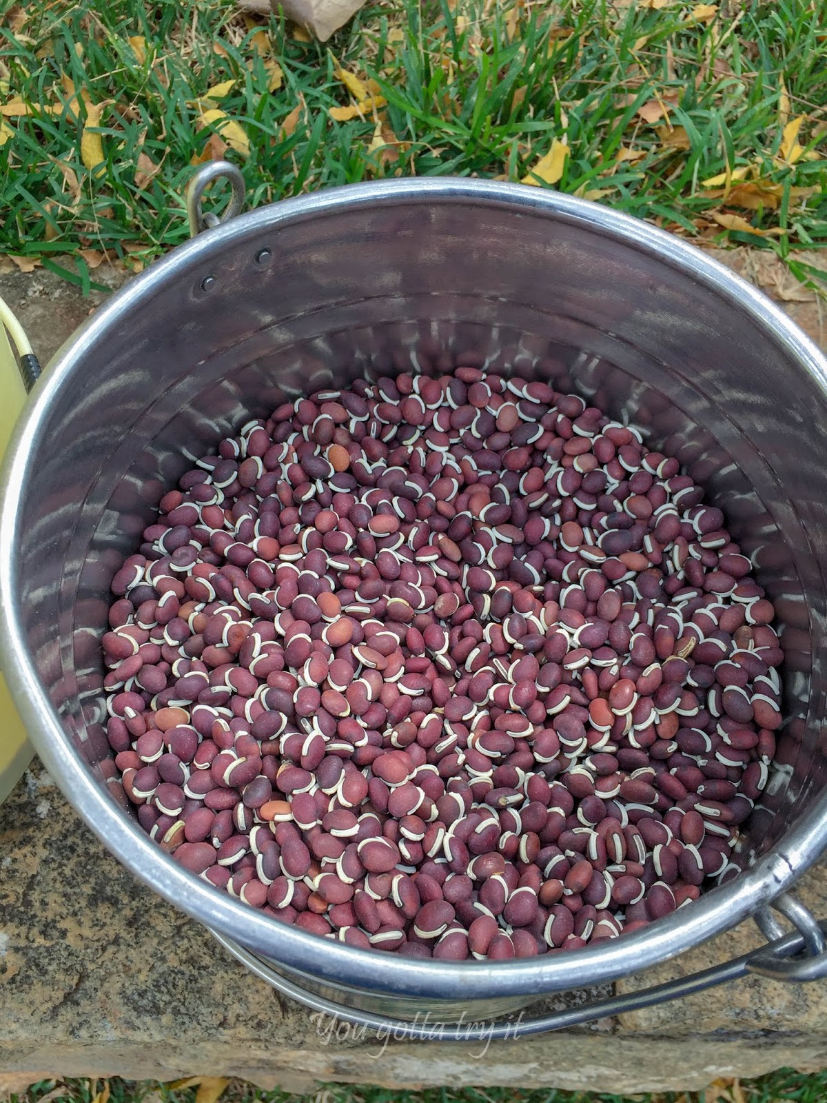 You gotta try it: This Summer vacation, take a break and visit Savi ...