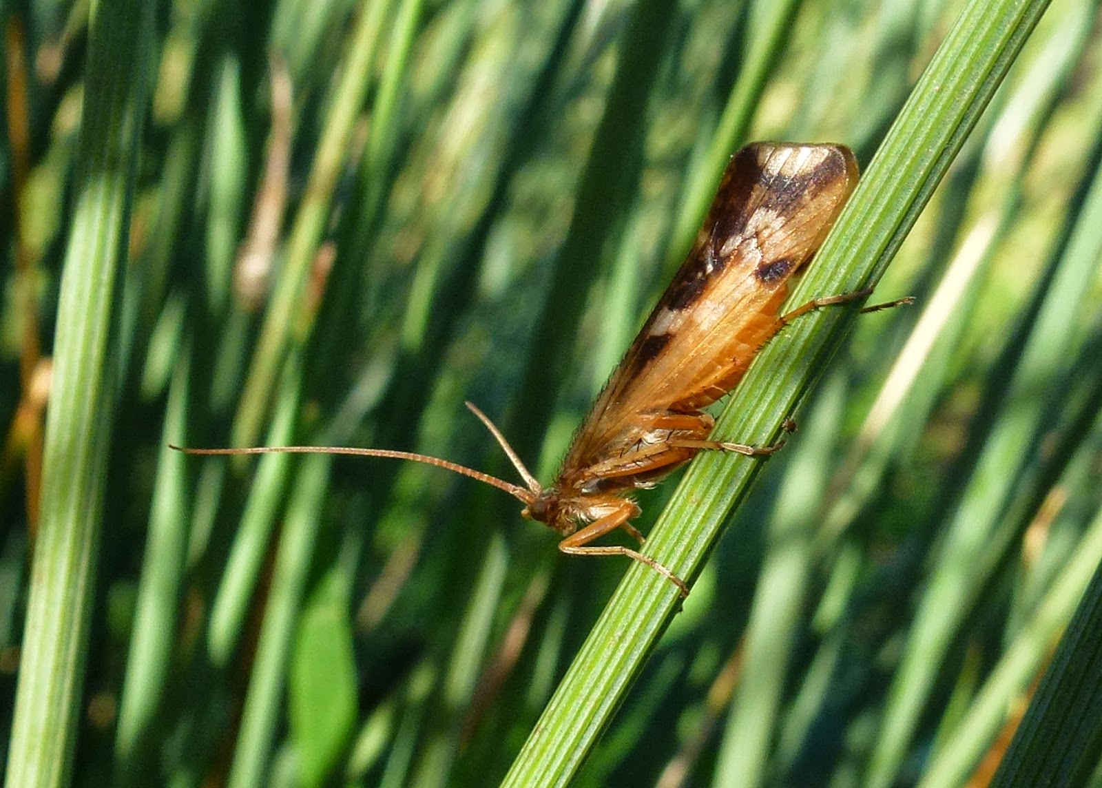 Norfolk Wildlife Trust: Half moon highlight