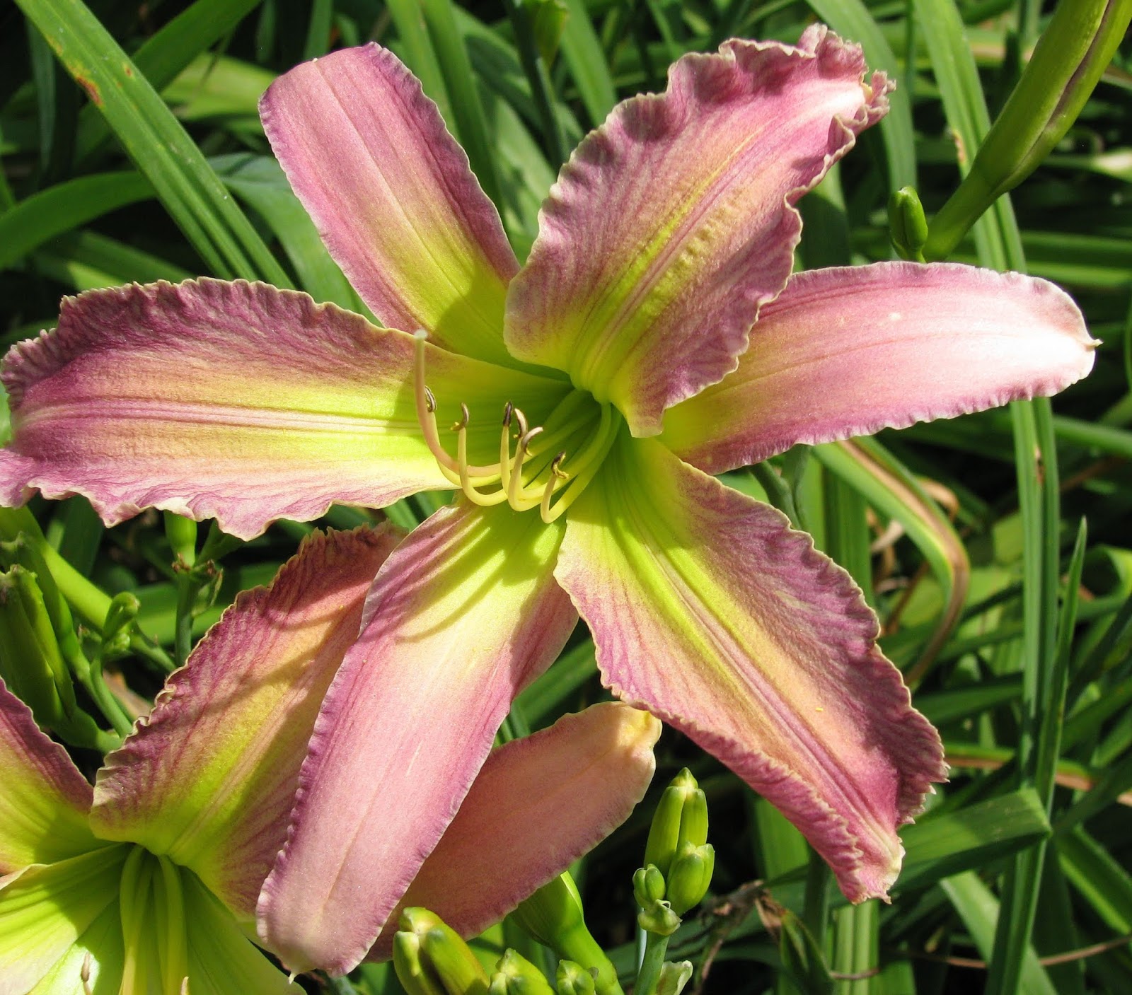 American Daylily Society Region One: 2019 Region One Tour Garden ...