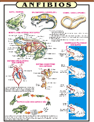 Editora Centro Oeste: Anatomia Humana/Anfibios