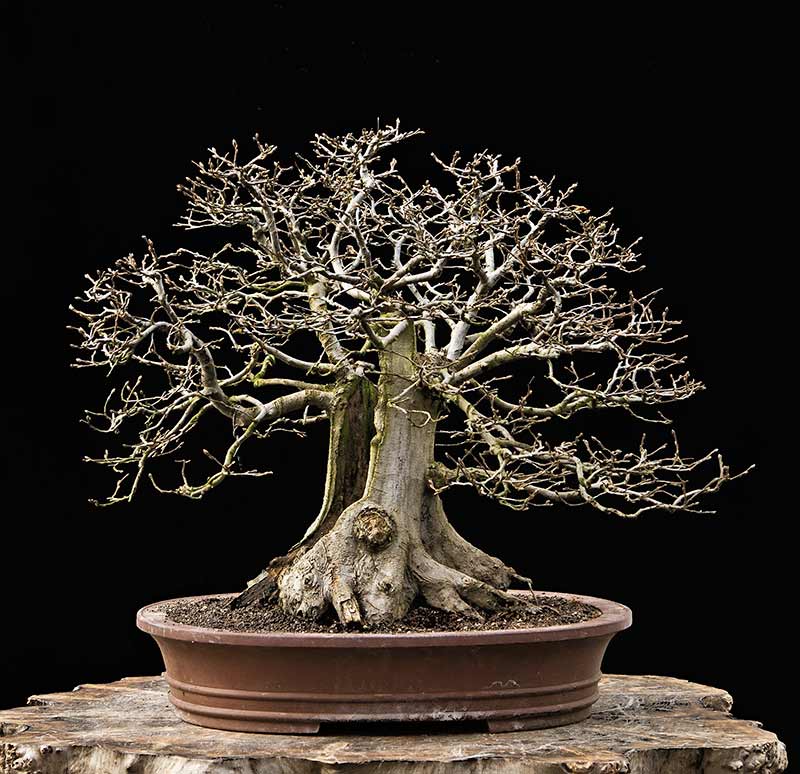 Walter Pall Bonsai Adventures: European hornbeam #6