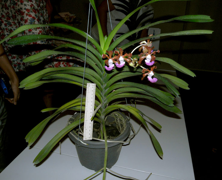 Acine orhideje info: Vanda (vrste D - J)