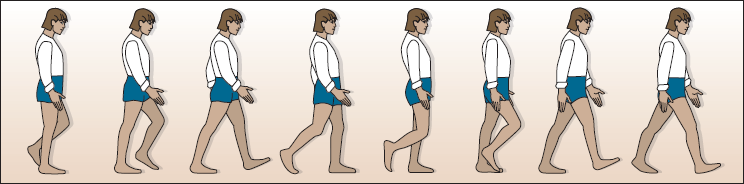 La anatomía del bipedismo ~ Aprenda historia de la humanidad