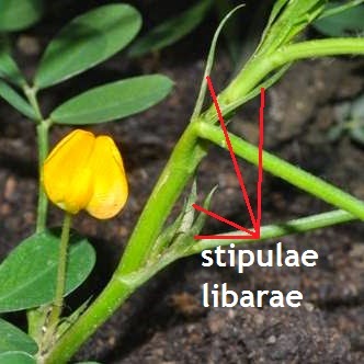 Bagian Bagian Daun ~ MUNAWI INSIDE