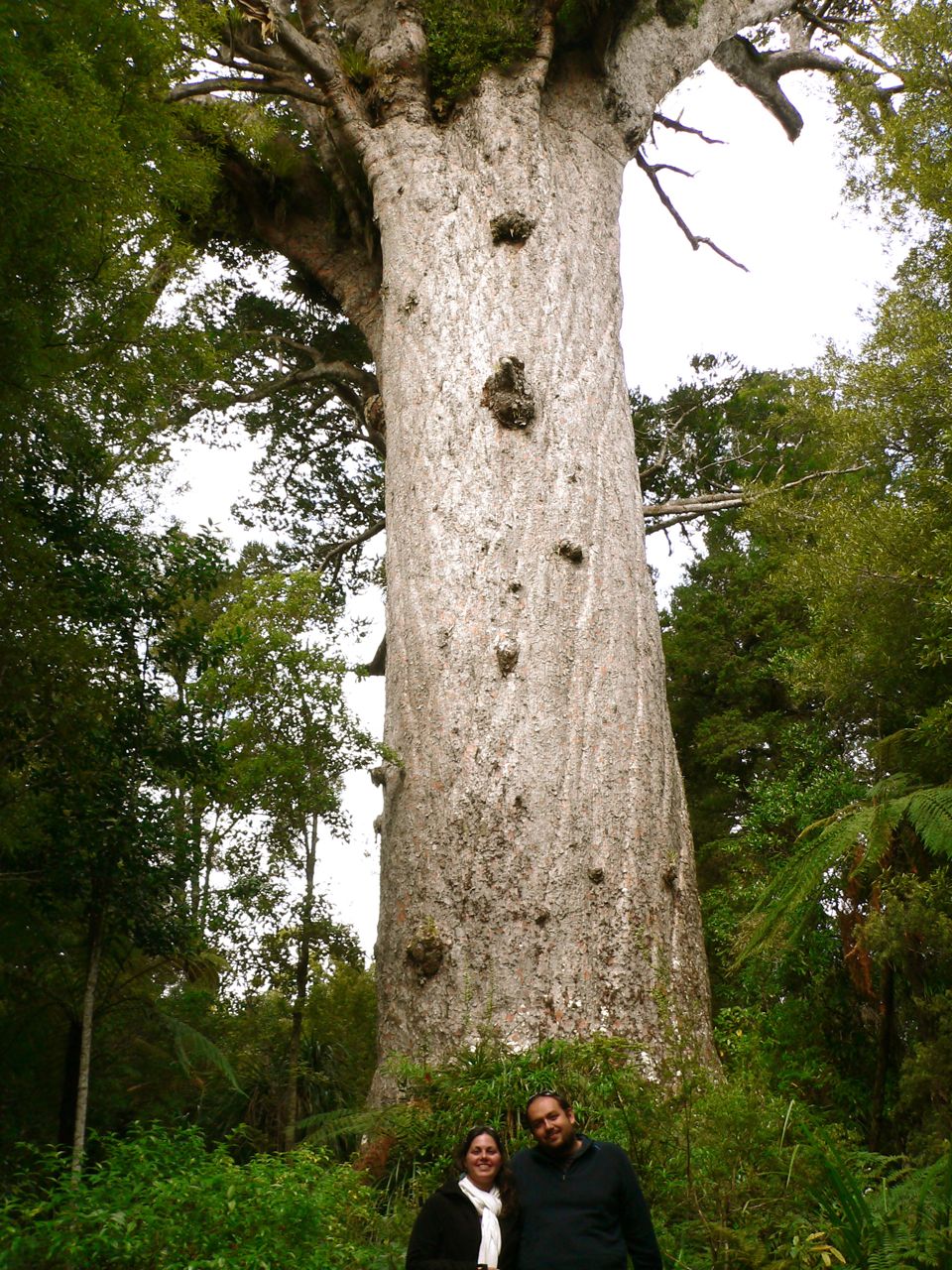 On the other side: Tane Mahuta