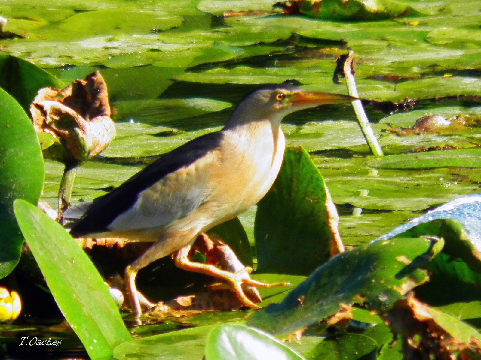 PASARI DIN ROMANIA: starc pitic