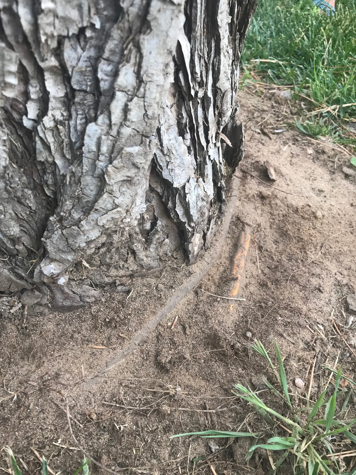 CO-Horts: Stem Girdling Roots