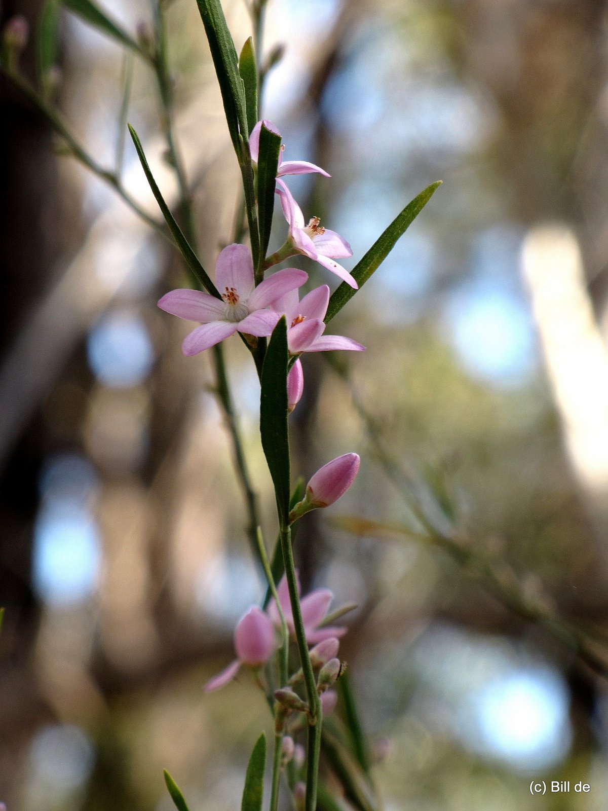 Sydney's Wildflowers and Native Plants: Eriostemon australasius - Pink ...