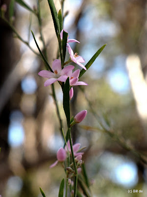 Sydney's Wildflowers and Native Plants: Eriostemon australasius - Pink ...