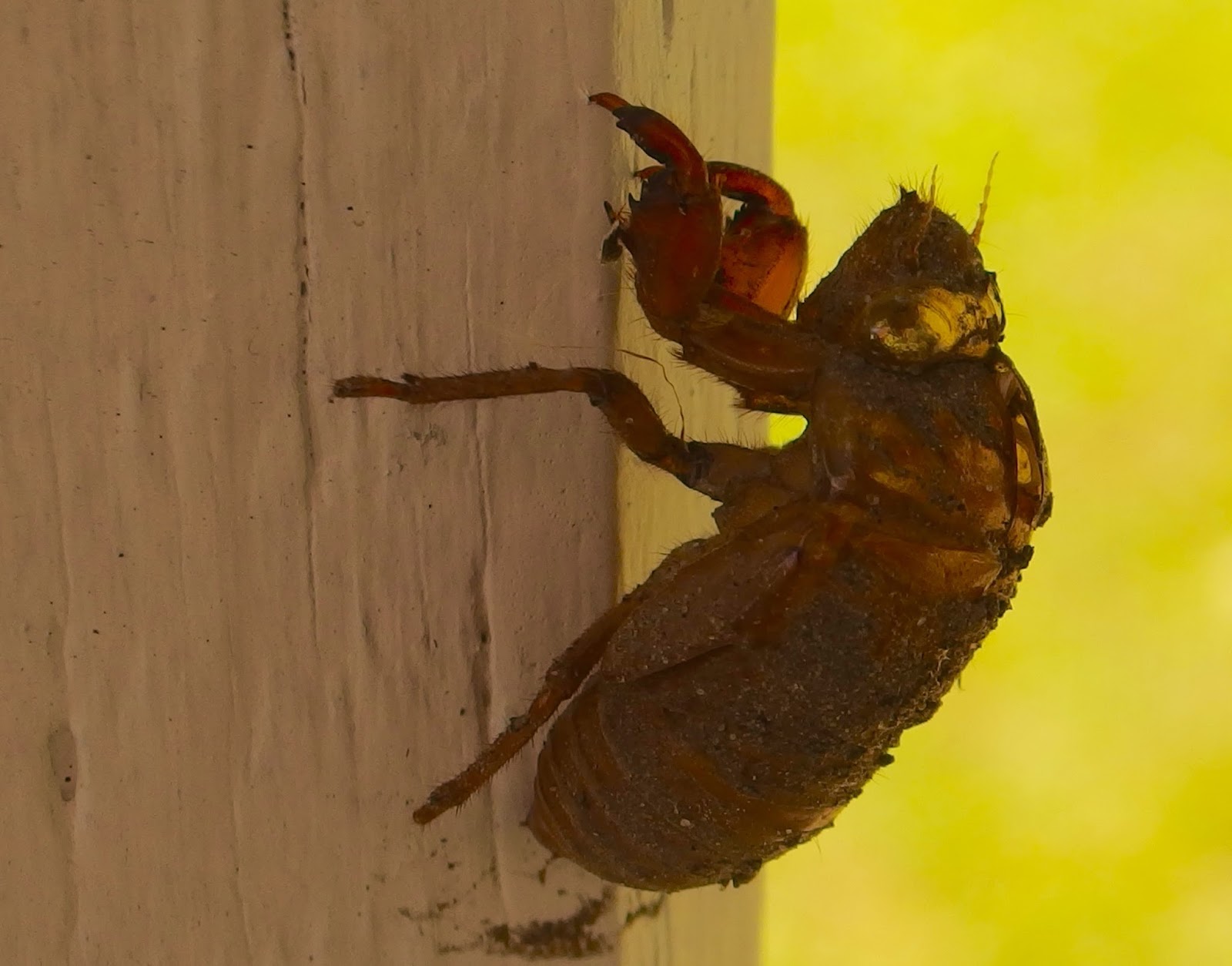 the golden fish: cicada