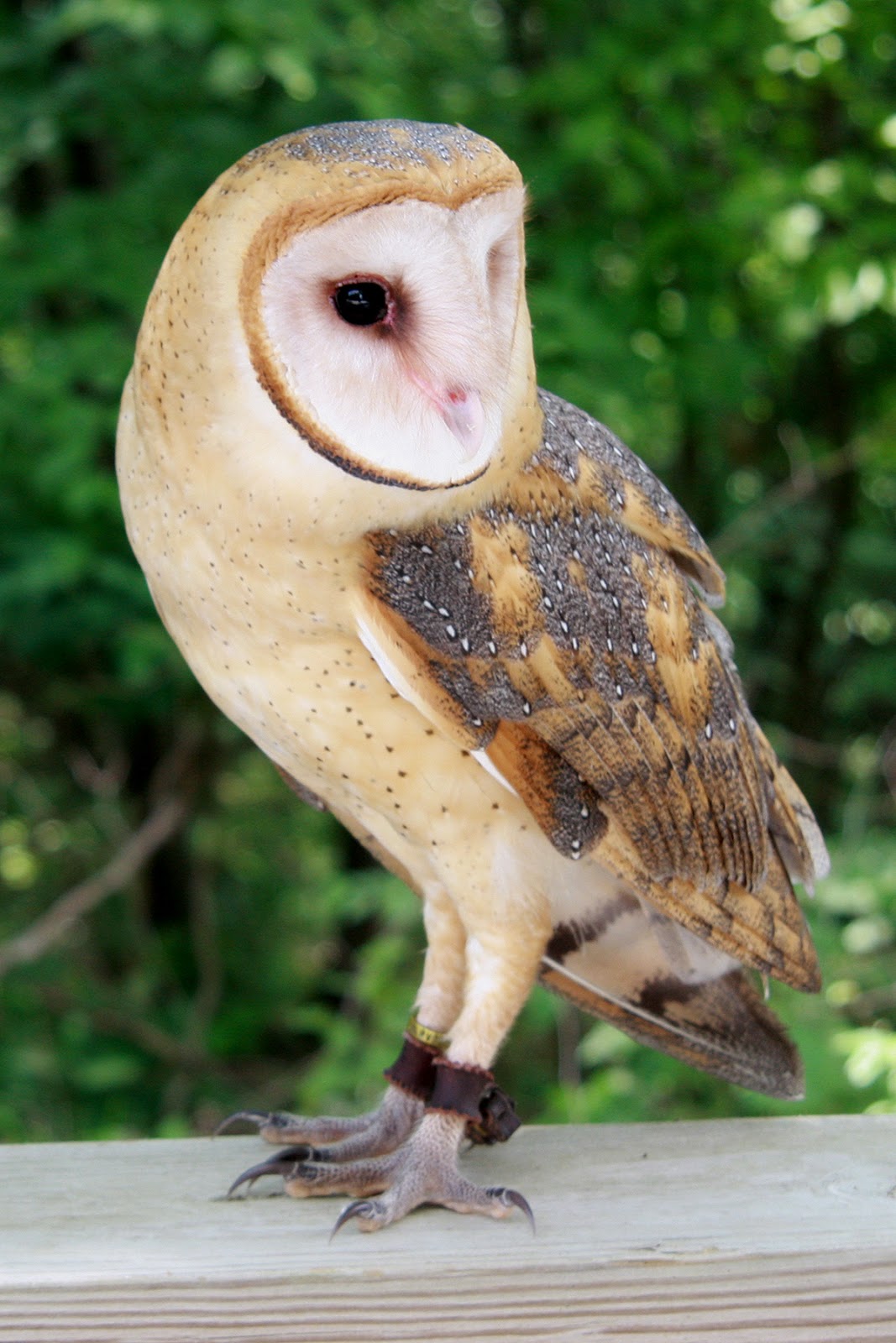 World Bird Sanctuary: Raising Baby Barn Owls for Education