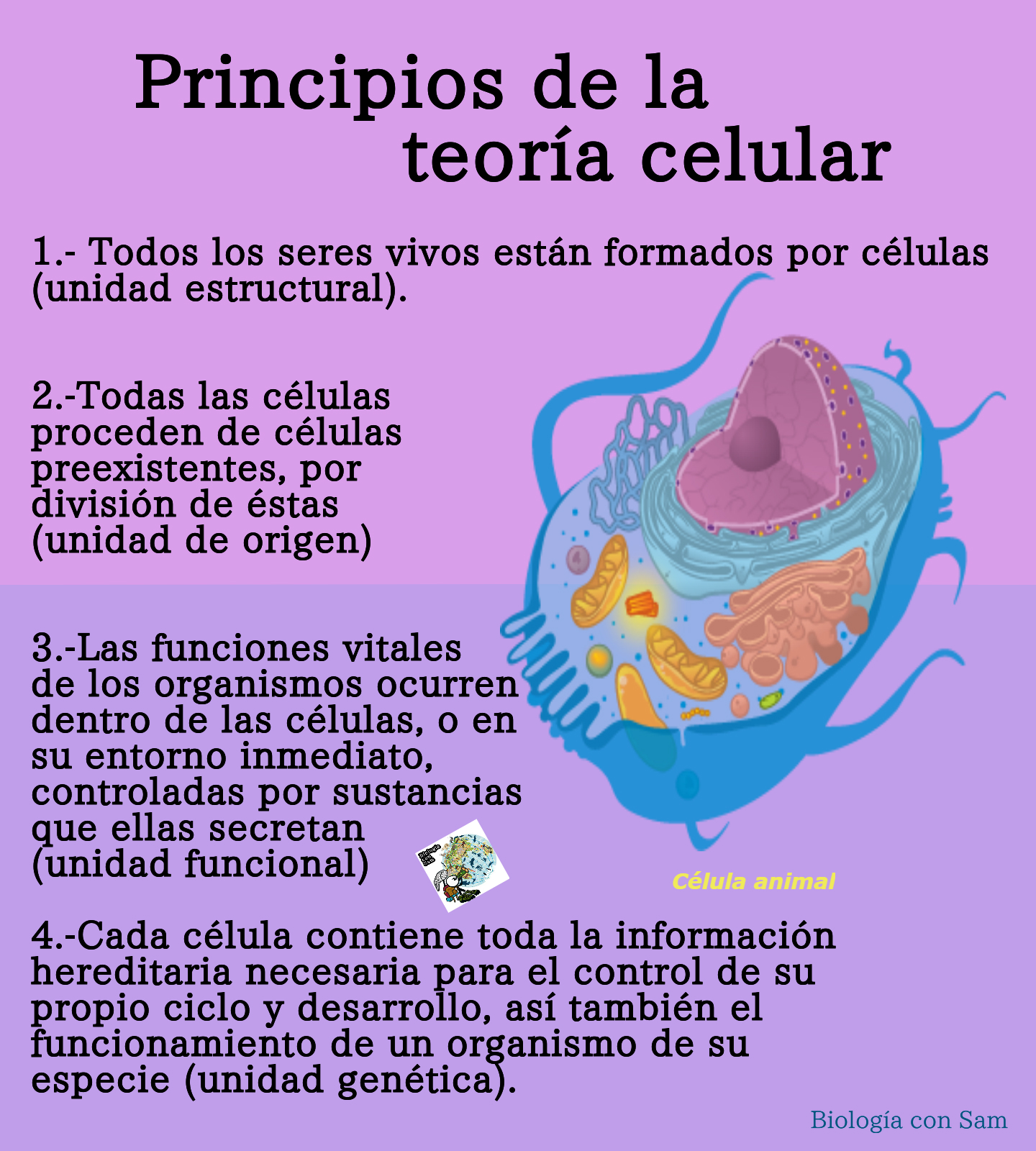 Rincón de Biologia: TEMA 2.