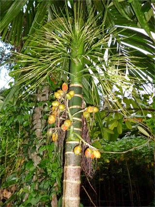 Areca Nut - Betel Tree - Puwak | SL Flora