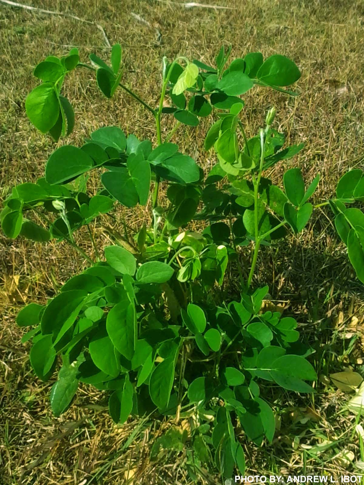 Ako si ANDREW IBOT!: Akapulko Herbal Medicine