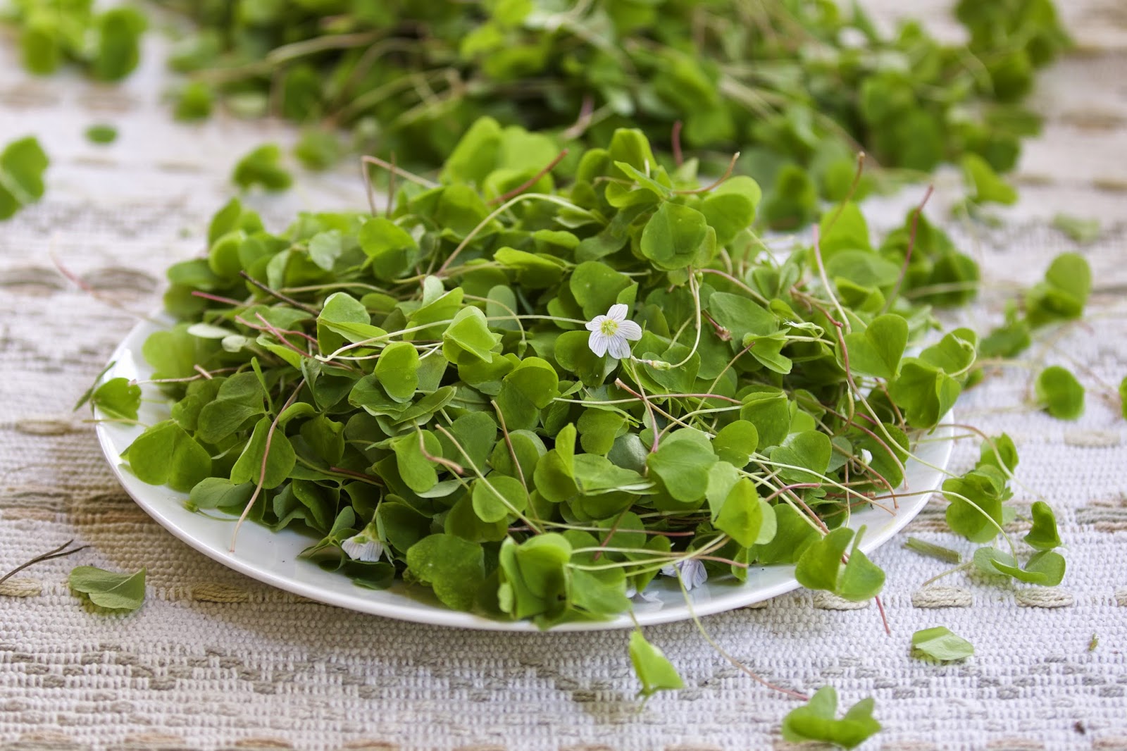 Wood sorrel pesto - Raspberry Flavor