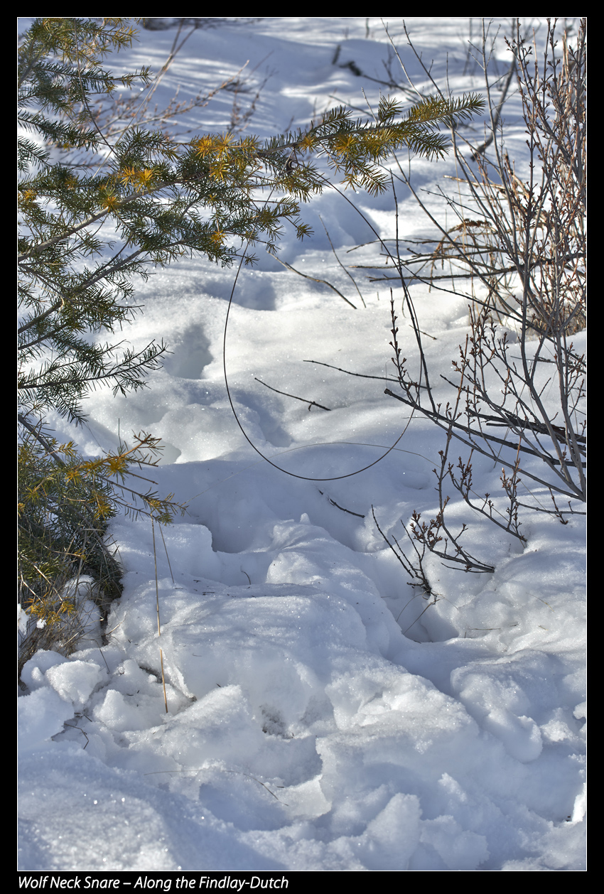 Wolf Snares in the Backyard – Wolf Week – Day 1 – Canadian Wildlife ...