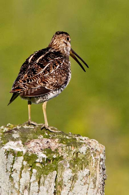 East Gwillimbury CameraGirl: Wilson's Snipe/World Birds