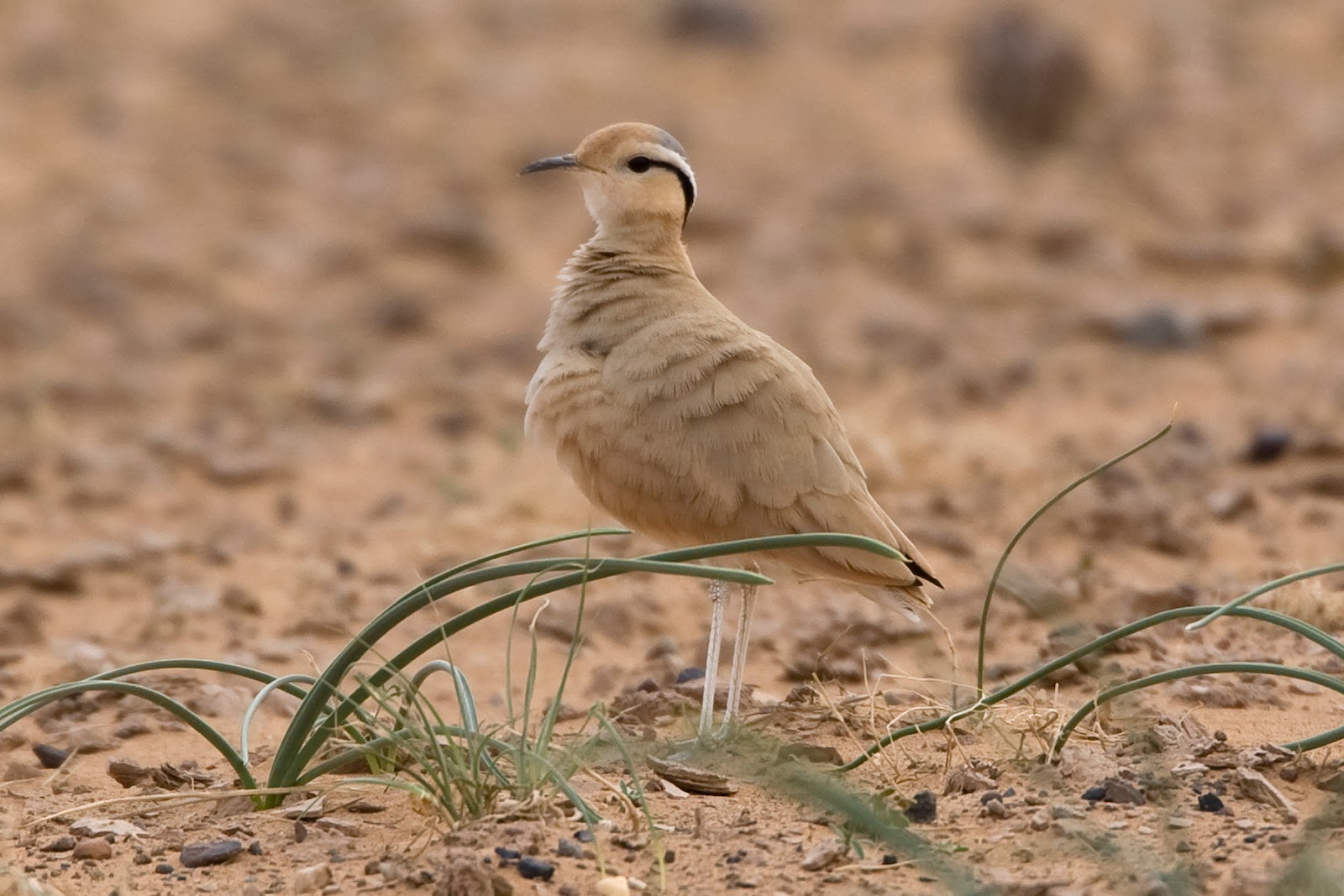 Bird Guide: Next up wonderful Morocco