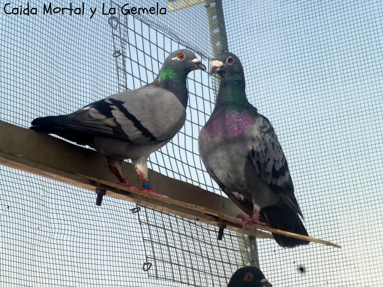 Palomos de Clase