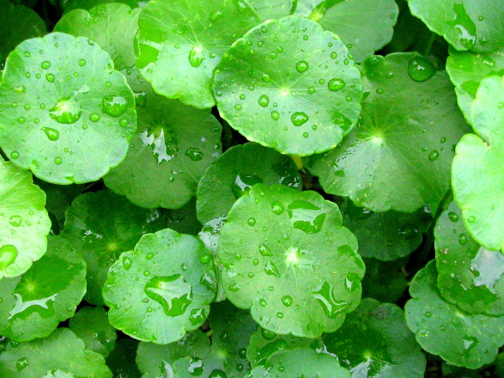 MANFAAT TANAMAN HERBAL: KHASIAT & MANFAAT TANAMAN PEGAGAN