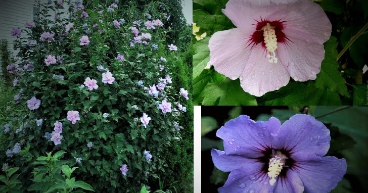 VENUS : PLANTA Altea.