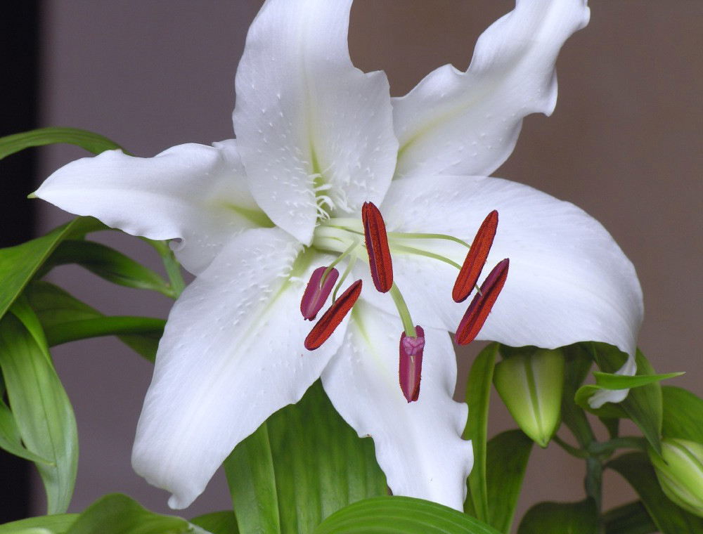 Lilium Flowers: Lilium flower Gallery 2