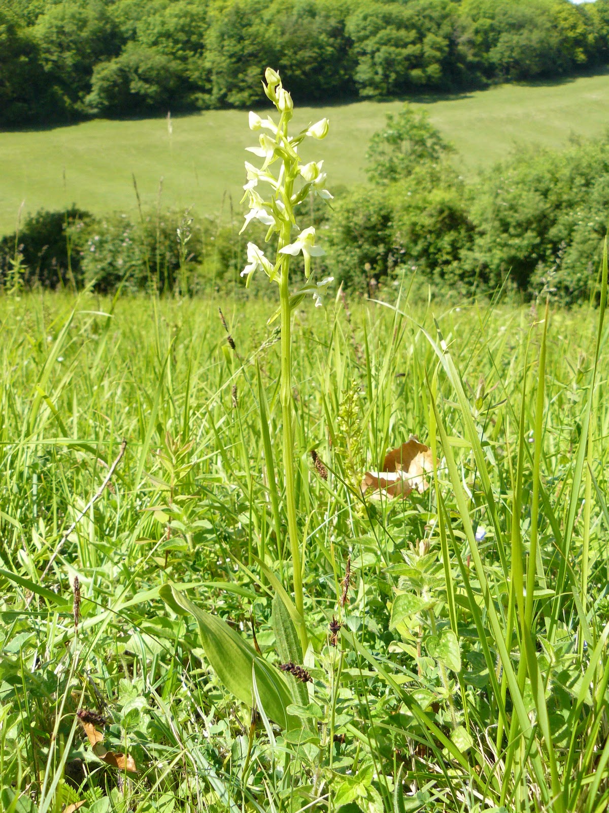 Peter Lovett's ramblings : Native orchids of Sussex; Common Spotted ...