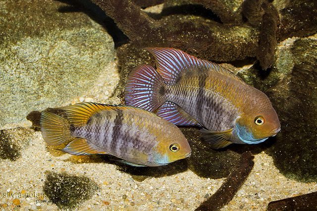 Mania de Aquário: Amatitlania Sajica (Cryptoheros)