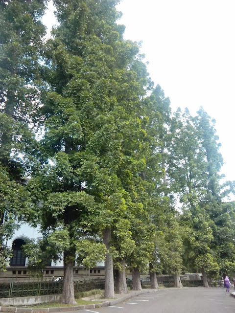 Foto Hape: Pohon Damar