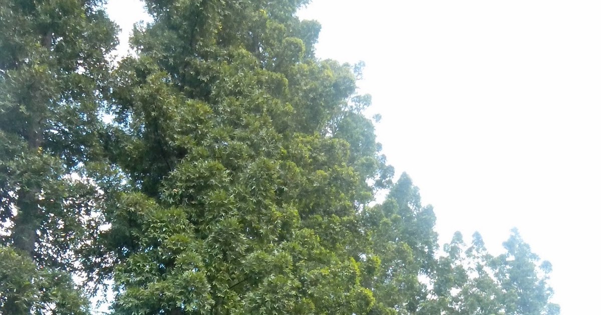 Foto Hape: Pohon Damar