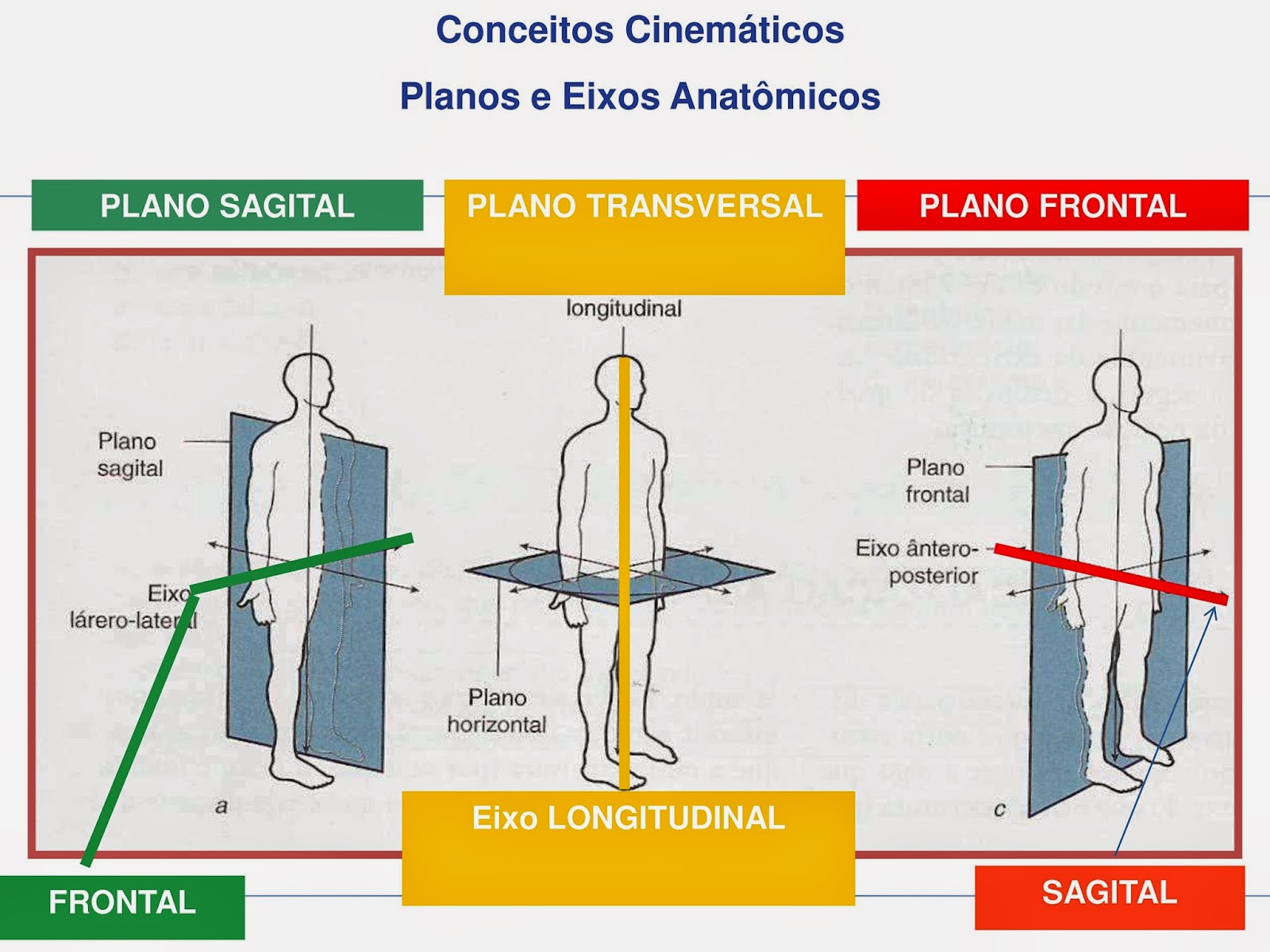 Termos De Direção Anatomia - RETOEDU