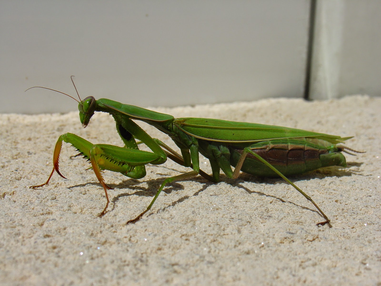 Mante Religieuse Dangereuse Pour L Homme