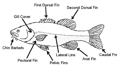 Diagram of Exterior Anatomy of Fish. - Norma Leka