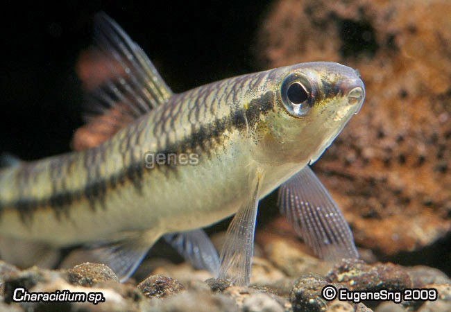 AQUARIOS PEIXES CUIDADOS E ESPECIES: Characidium sp