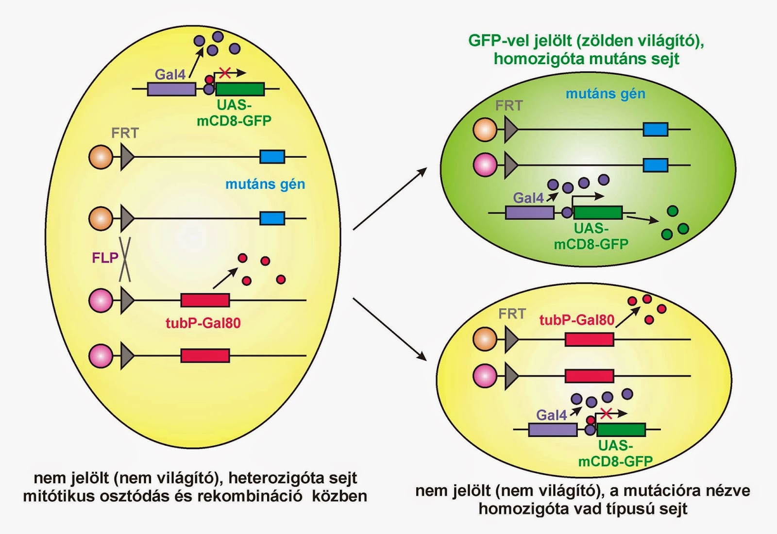 A muslica, mint modellorganizmus az idegrendszeri kutatásban