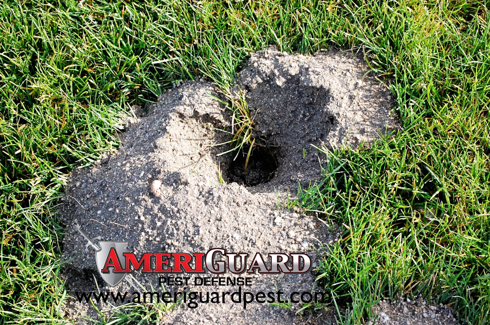 Pest, Termite, Gopher control in Temecula, Murrieta, Hemet, Moreno ...
