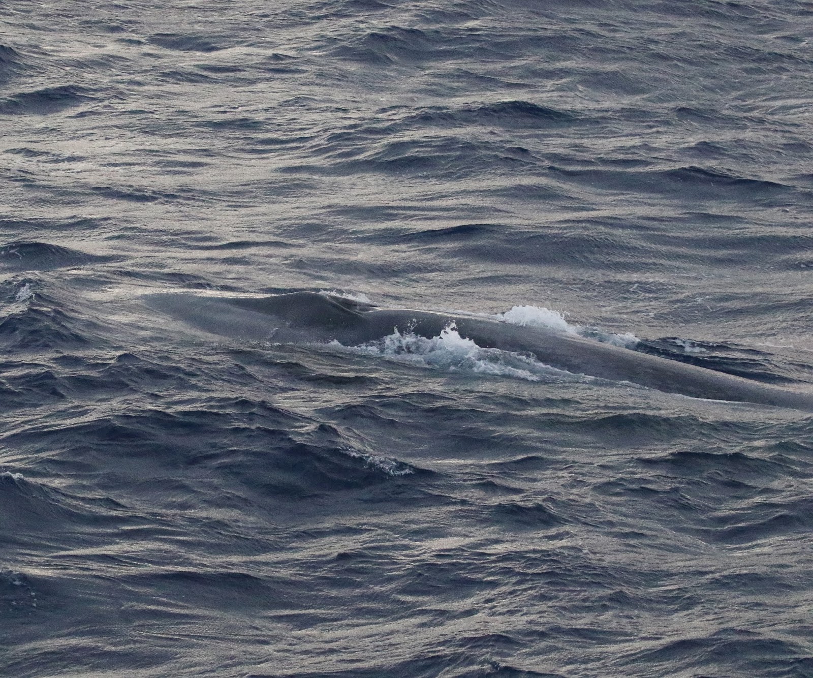 Birding Poole Harbour & Beyond: 13 Apr 18 - Atlantic Odyssey - Day ...