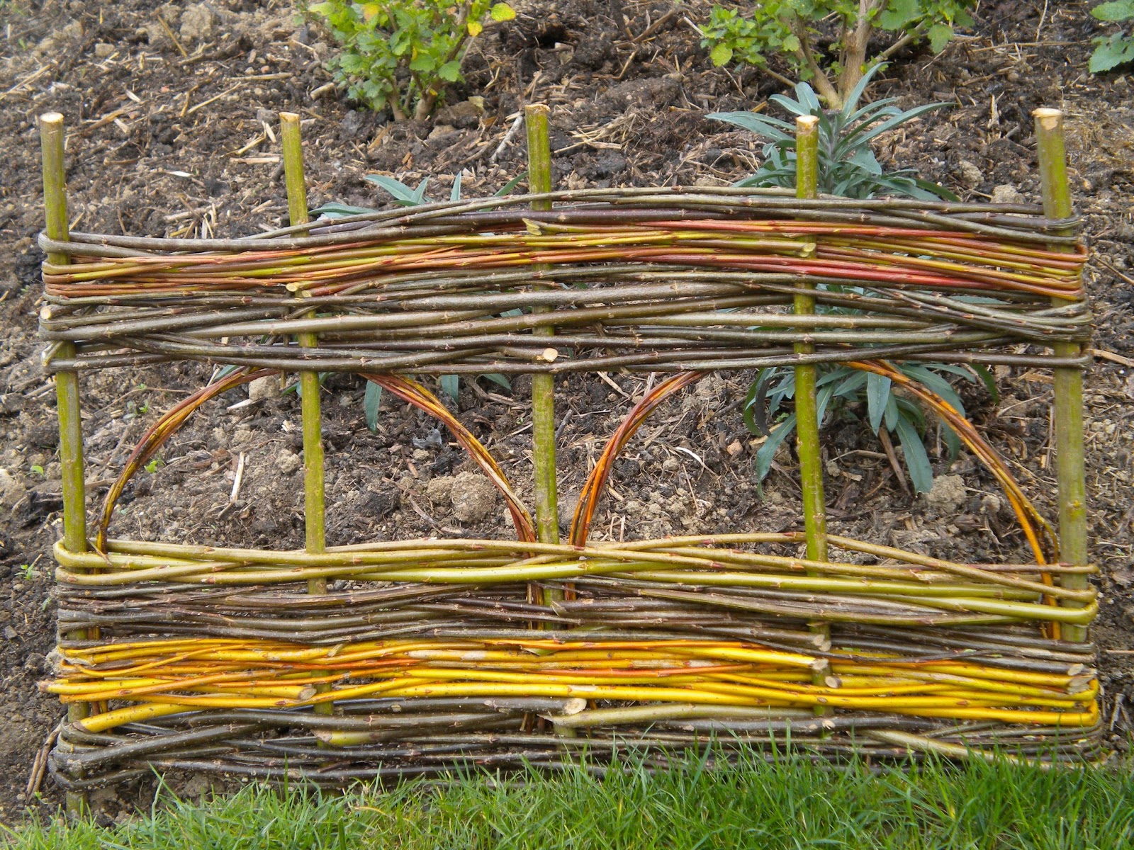 growing health by design: ~ willow weaving
